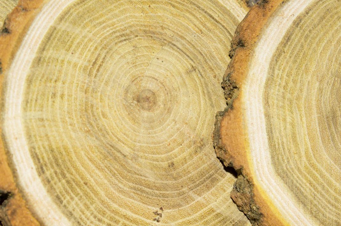 Définition "ACACIA" - Dictionnaire TopBible — TopChrétien